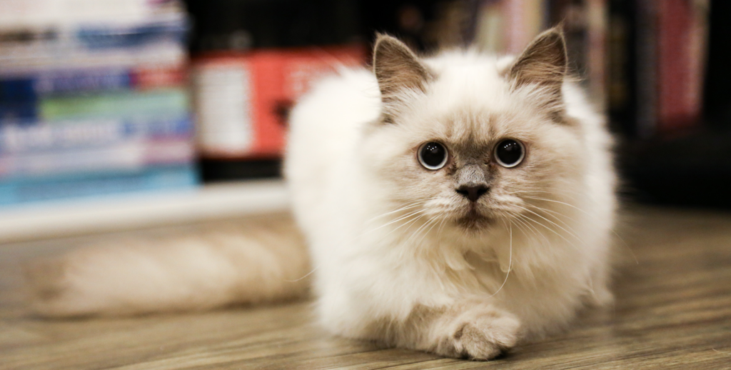 Leucemia Viral Felina: saiba o que é e como proteger o seu gato